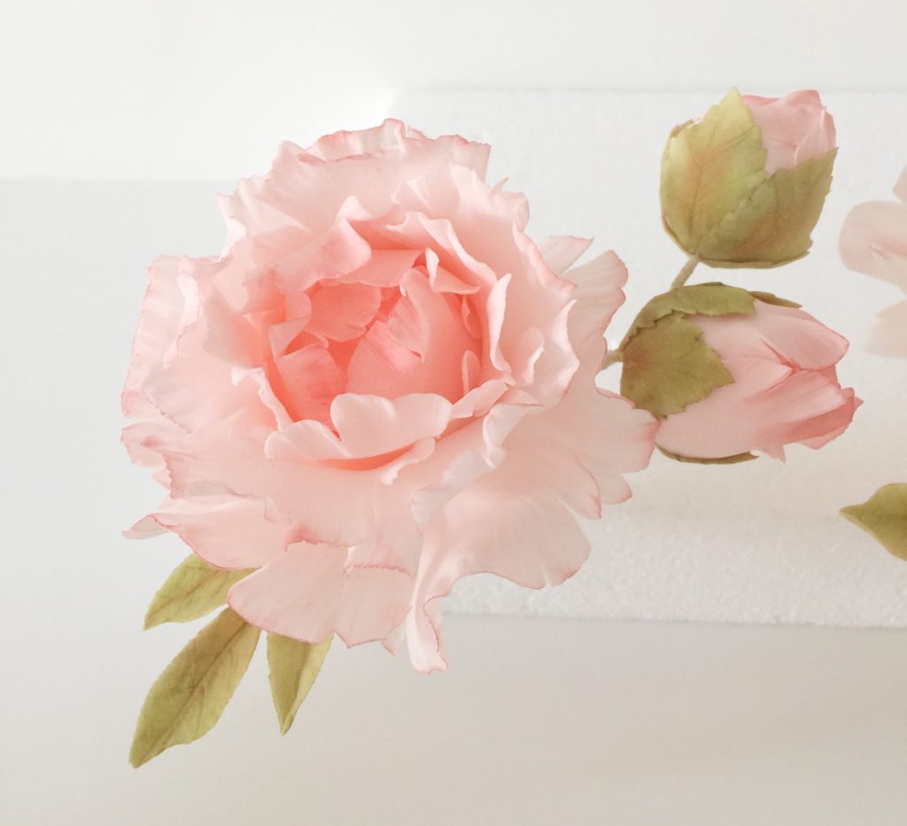 Pink Open and Closed Peonies - The Little Sugar Box