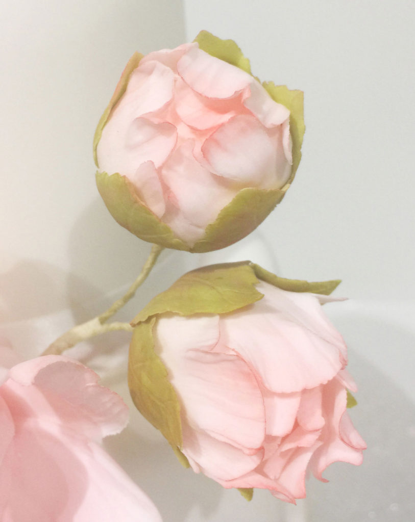 closed-peony-1 - The Little Sugar Box